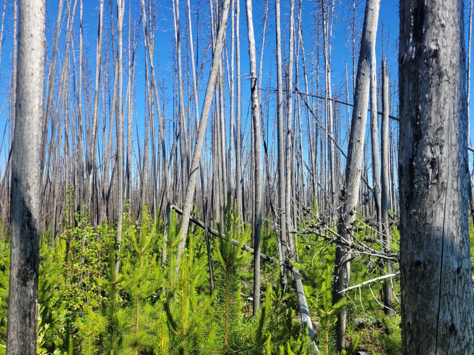 Turning Wildfire Recovery into Renewable Energy - WOOD PELLET ...